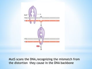 DNA repair mechanism | PPTX