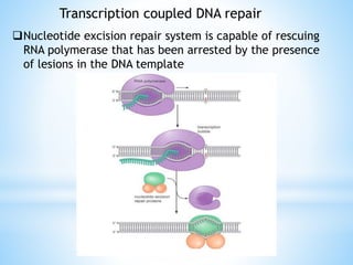 DNA repair mechanism | PPTX