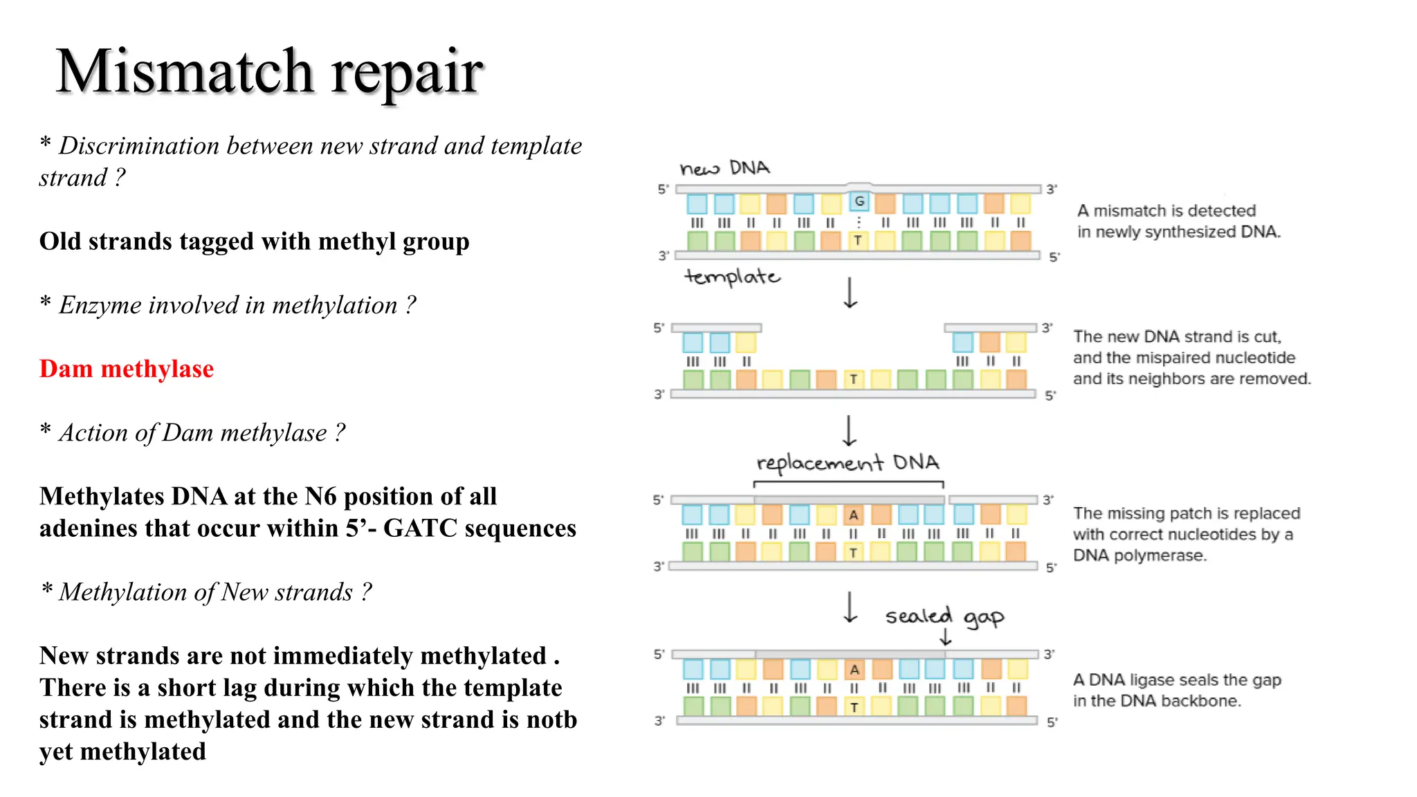 DNA repair mechanism - Brief description, causes and cure | PPTX