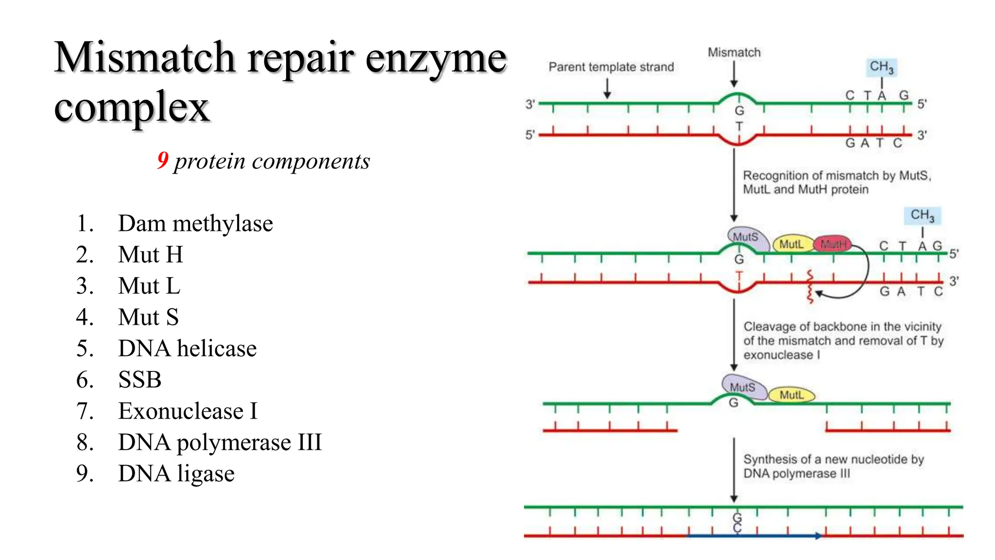 DNA repair mechanism - Brief description, causes and cure | PPTX
