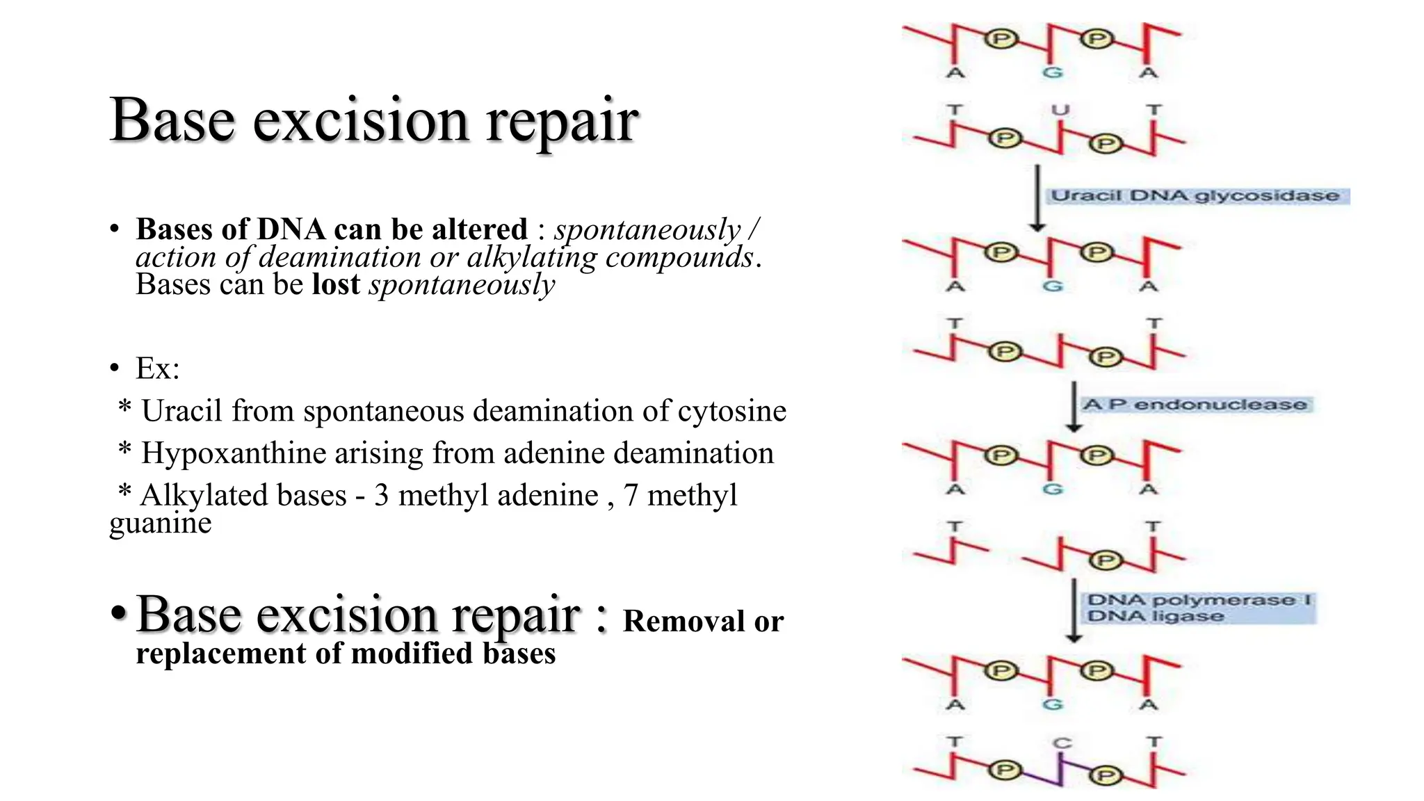 DNA repair mechanism - Brief description, causes and cure | PPTX