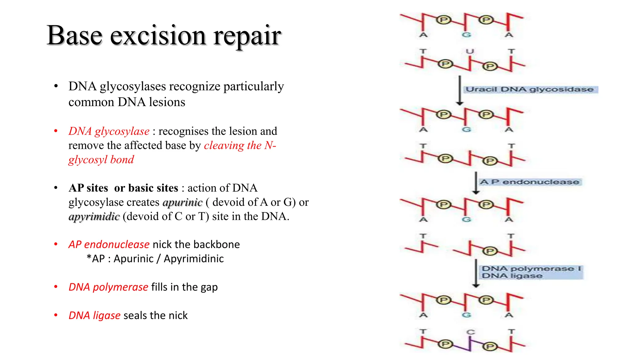 DNA repair mechanism - Brief description, causes and cure | PPTX