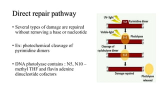 DNA repair mechanism - Brief description, causes and cure | PPTX