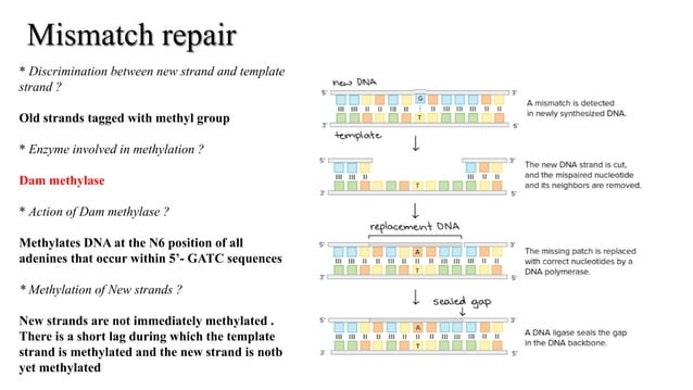 DNA repair mechanism - Brief description, causes and cure | PPTX