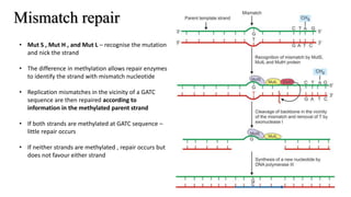 DNA repair mechanism - Brief description, causes and cure | PPTX