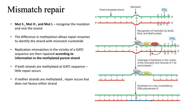 DNA repair mechanism - Brief description, causes and cure | PPTX