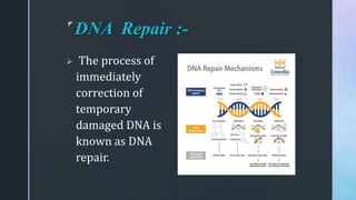 DNA Repair Mechanism And Their Types .pptx