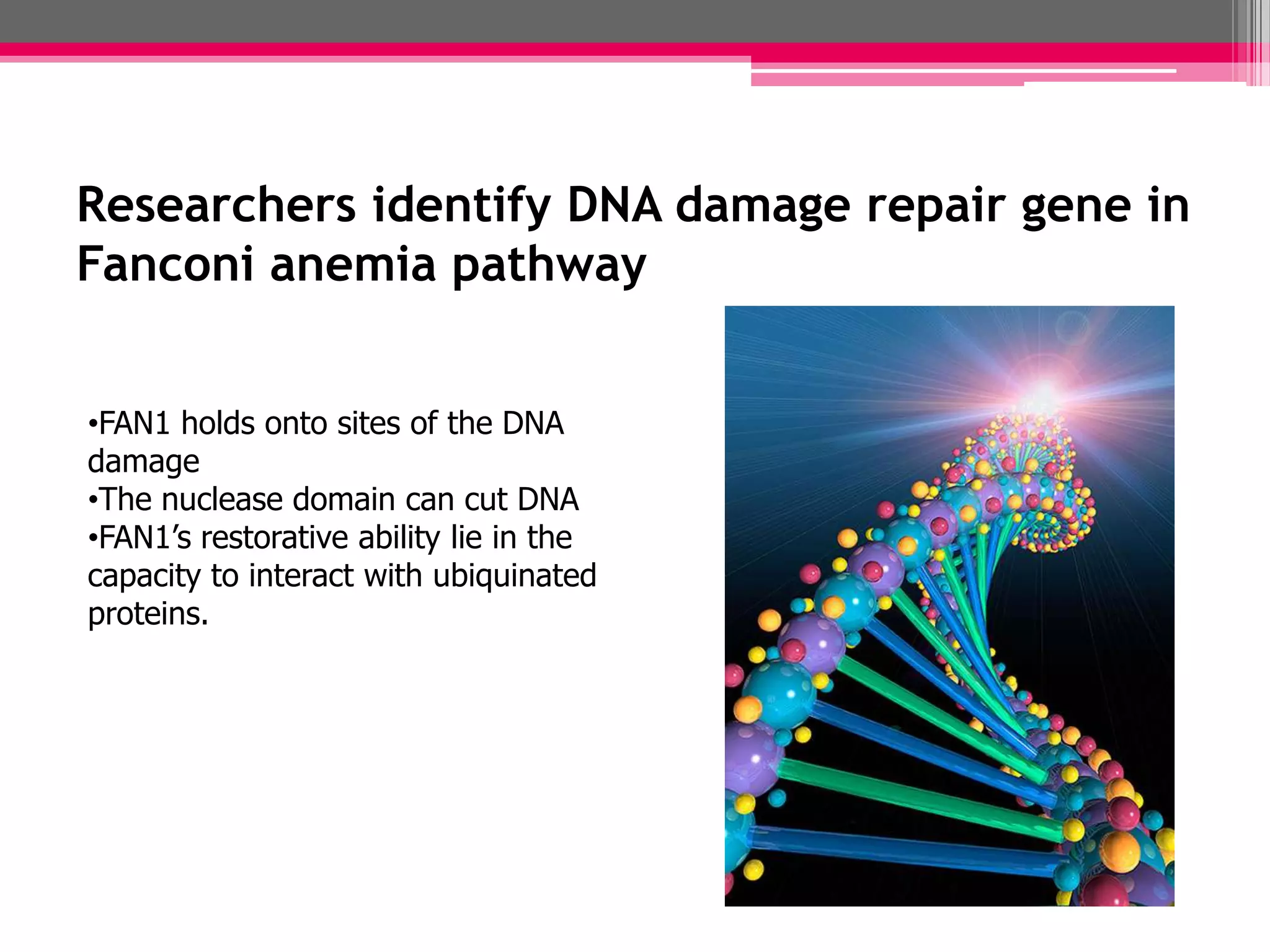 Dna Repair Mechanisms | PPT