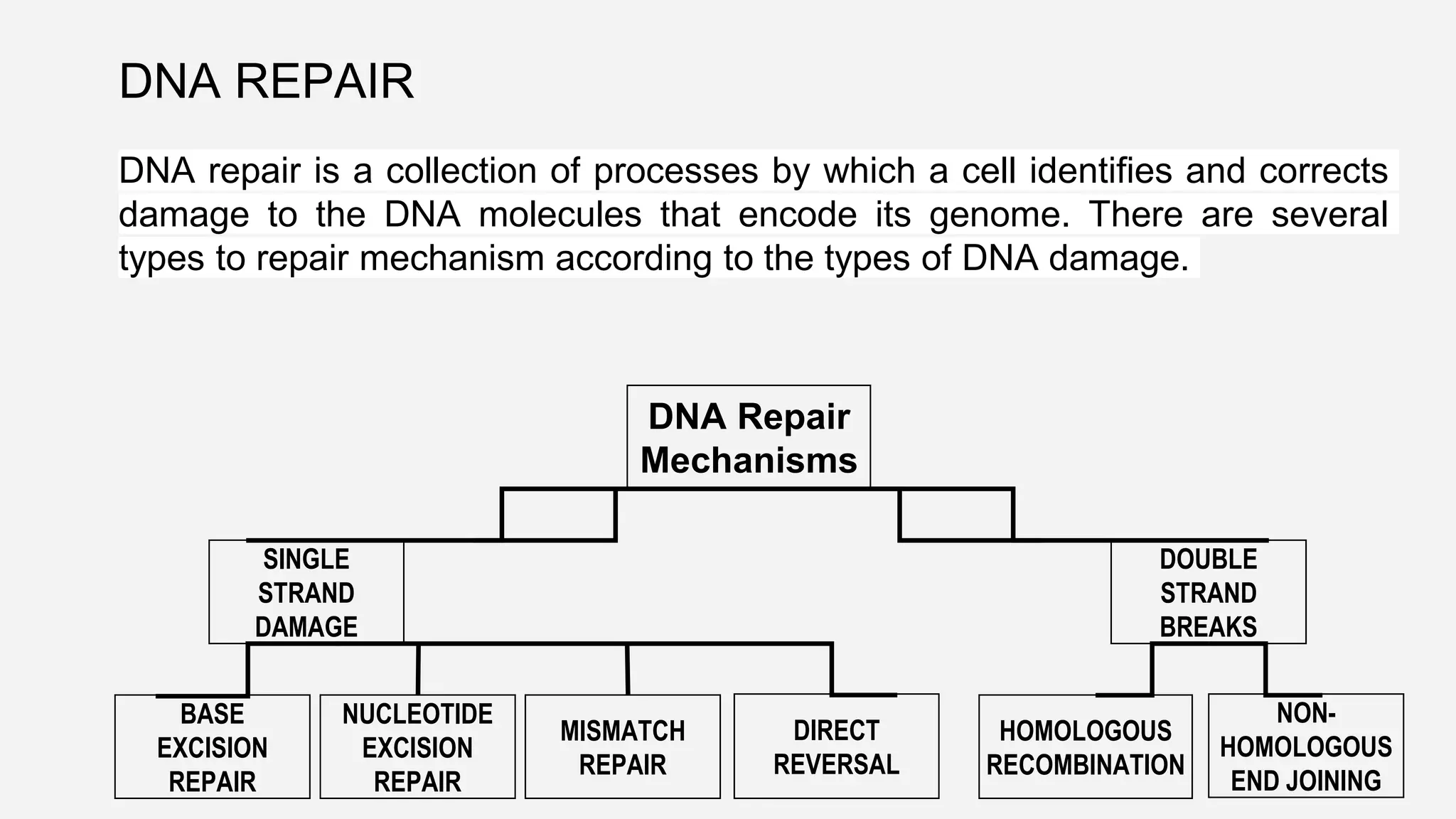 Dna Repair Mechanism's | PPT