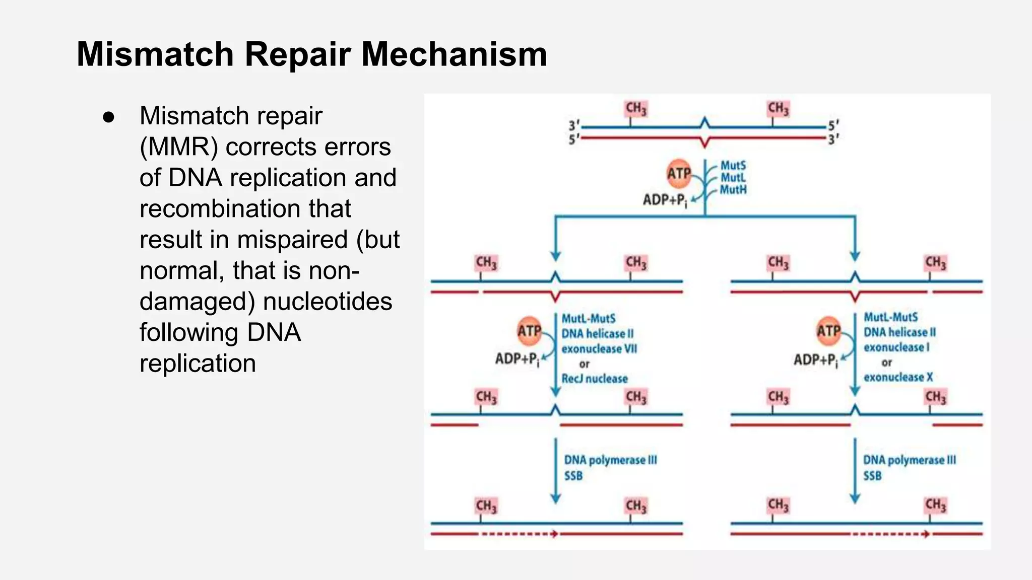 Dna Repair Mechanism's | PPT