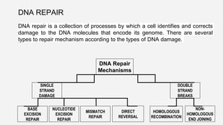Dna Repair Mechanism's | PPT
