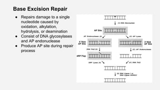 Dna Repair Mechanism's | PPT