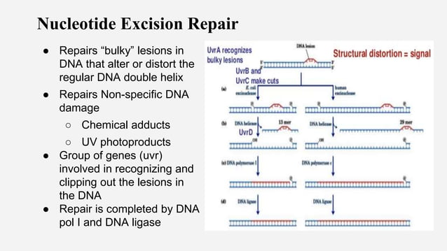 Dna Repair Mechanism's | PPT