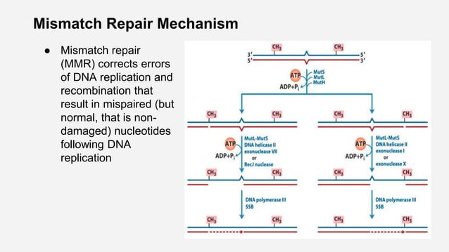Dna Repair Mechanism's | PPT