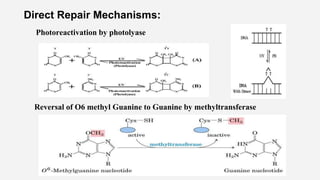 Dna Repair Mechanism's | PPT