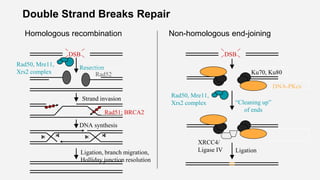 Dna Repair Mechanism's | PPT