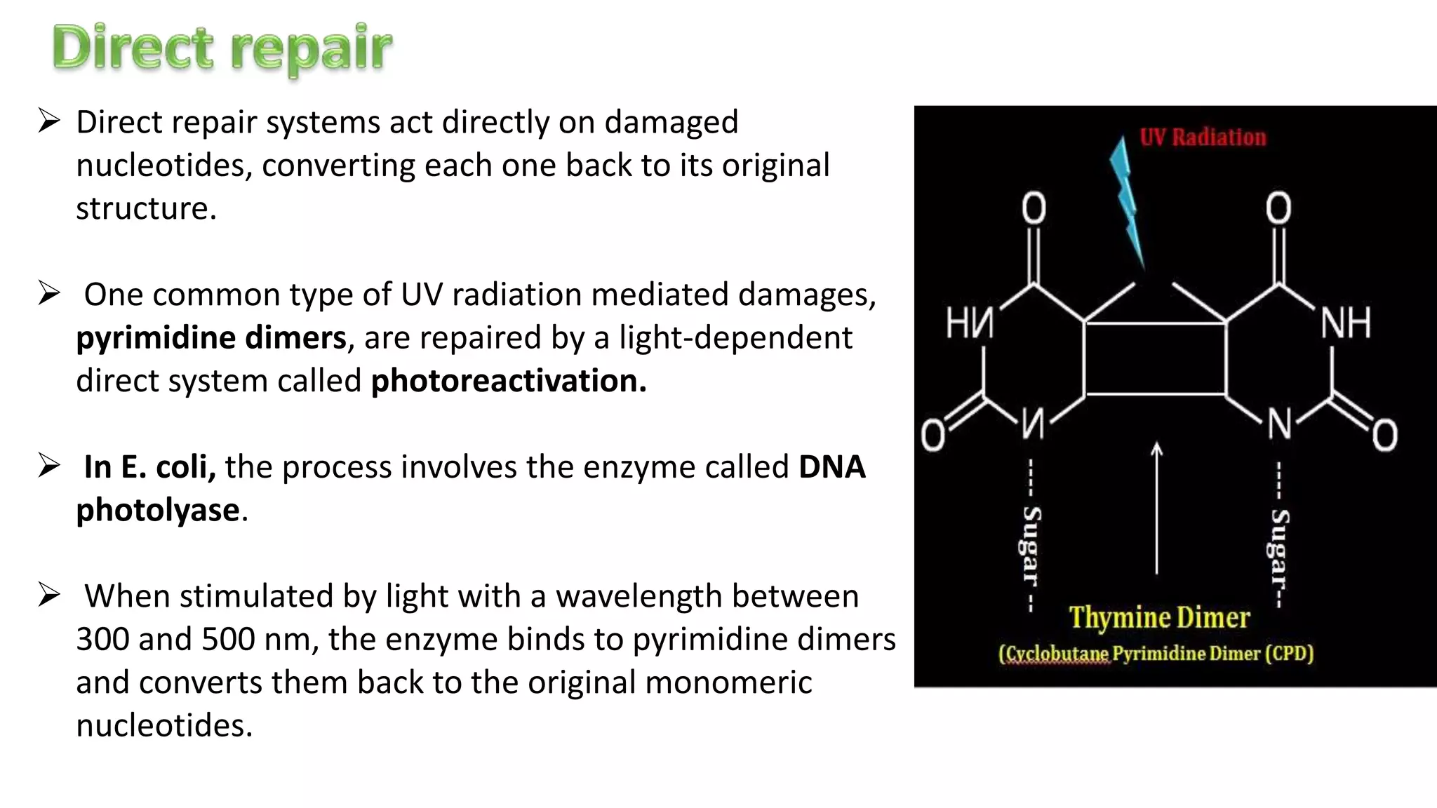 Dna repair mechanisms | PPTX