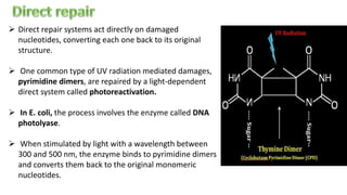 Dna repair mechanisms | PPTX