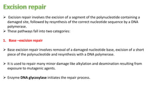 Dna repair mechanisms | PPTX