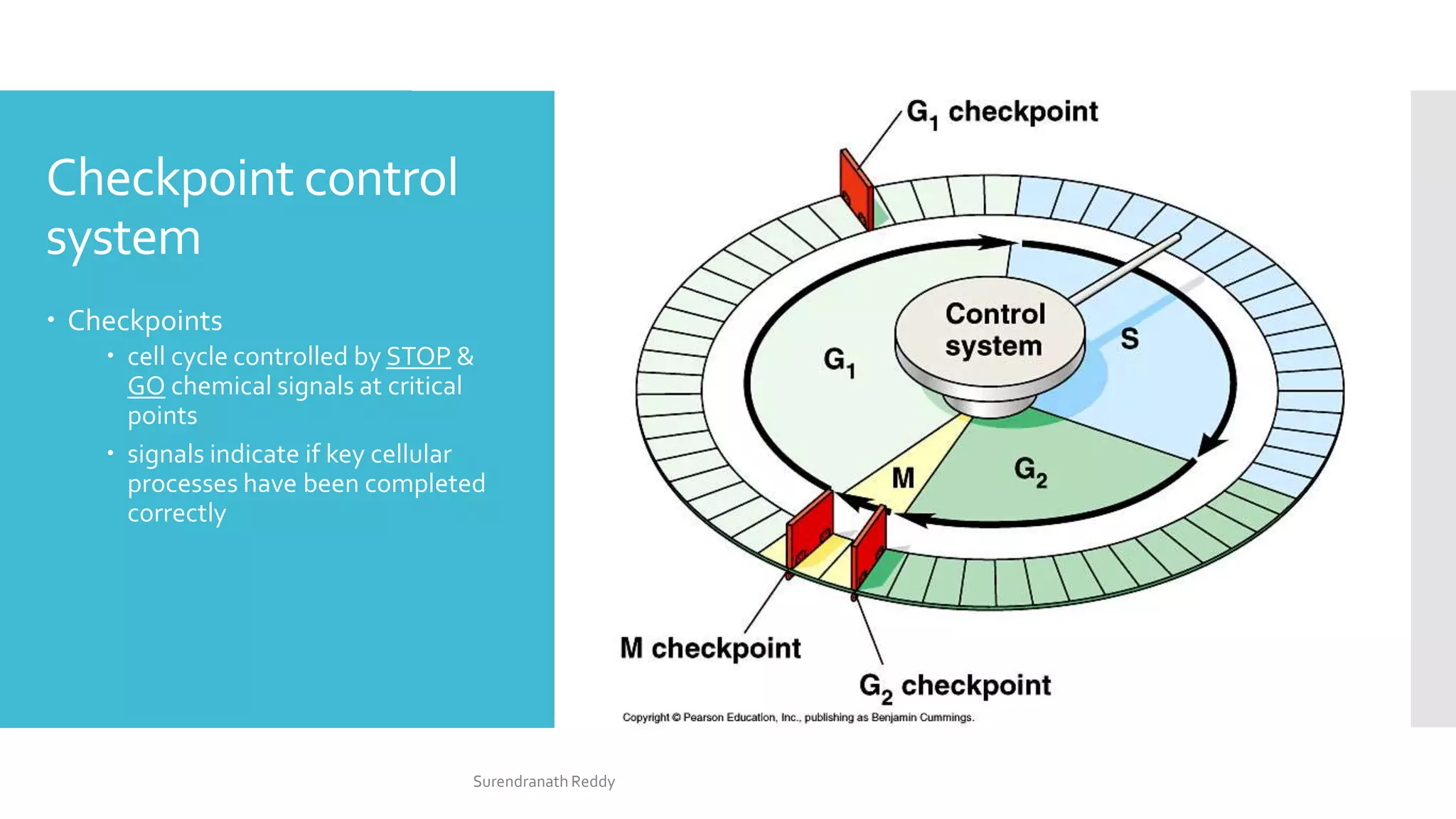 Dna repair mechanisms & cell cycle checkpoints | PPTX | Biological ...