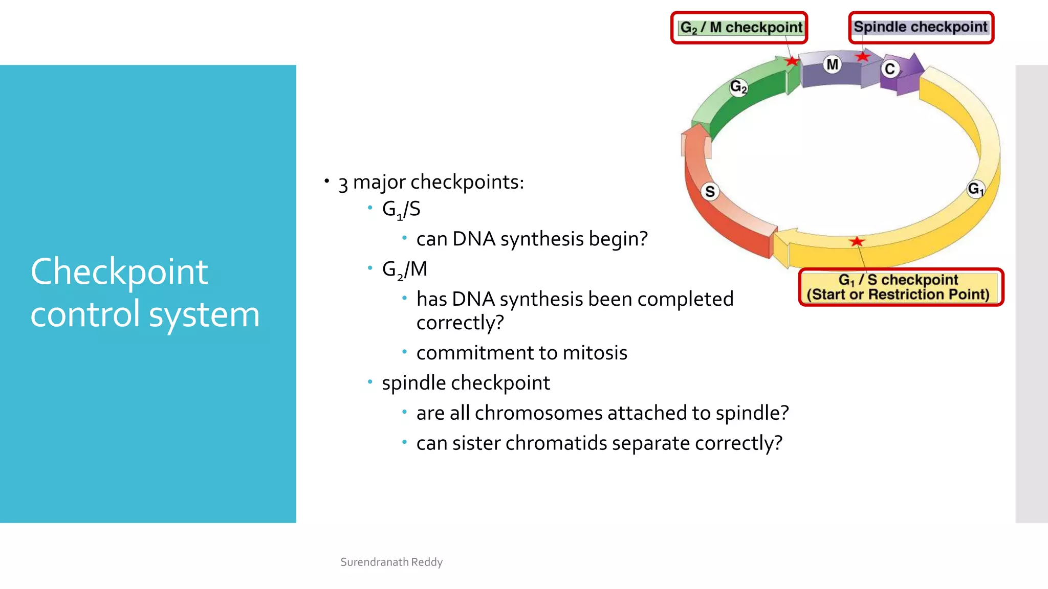 Dna repair mechanisms & cell cycle checkpoints | PPTX
