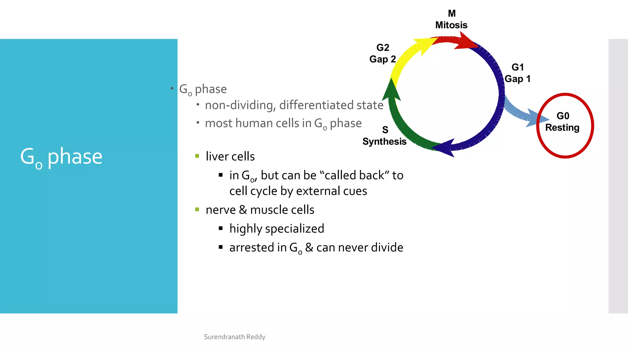 Dna repair mechanisms & cell cycle checkpoints | PPTX