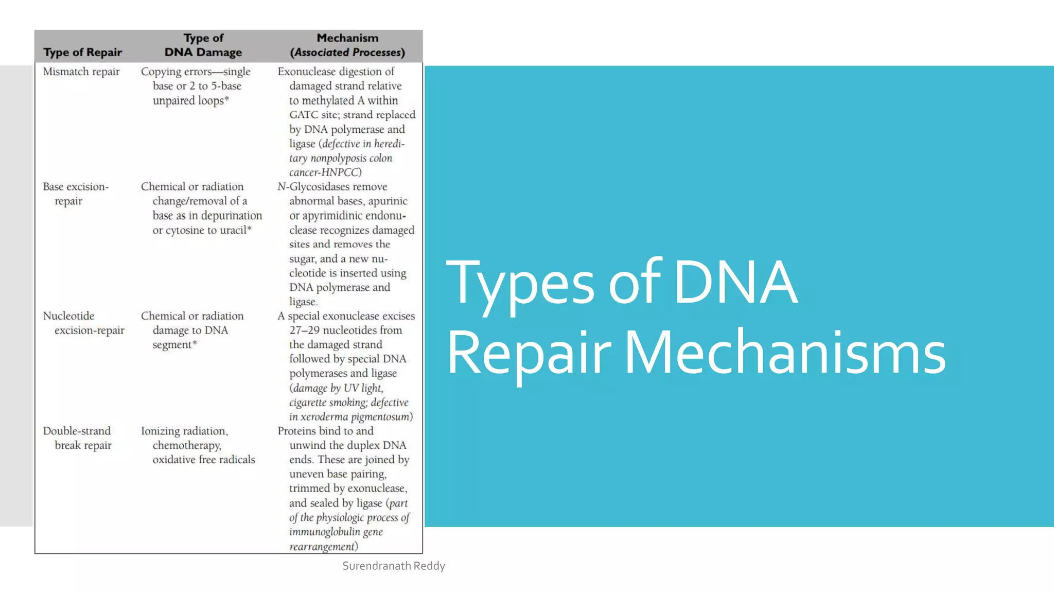 Dna repair mechanisms & cell cycle checkpoints | PPTX