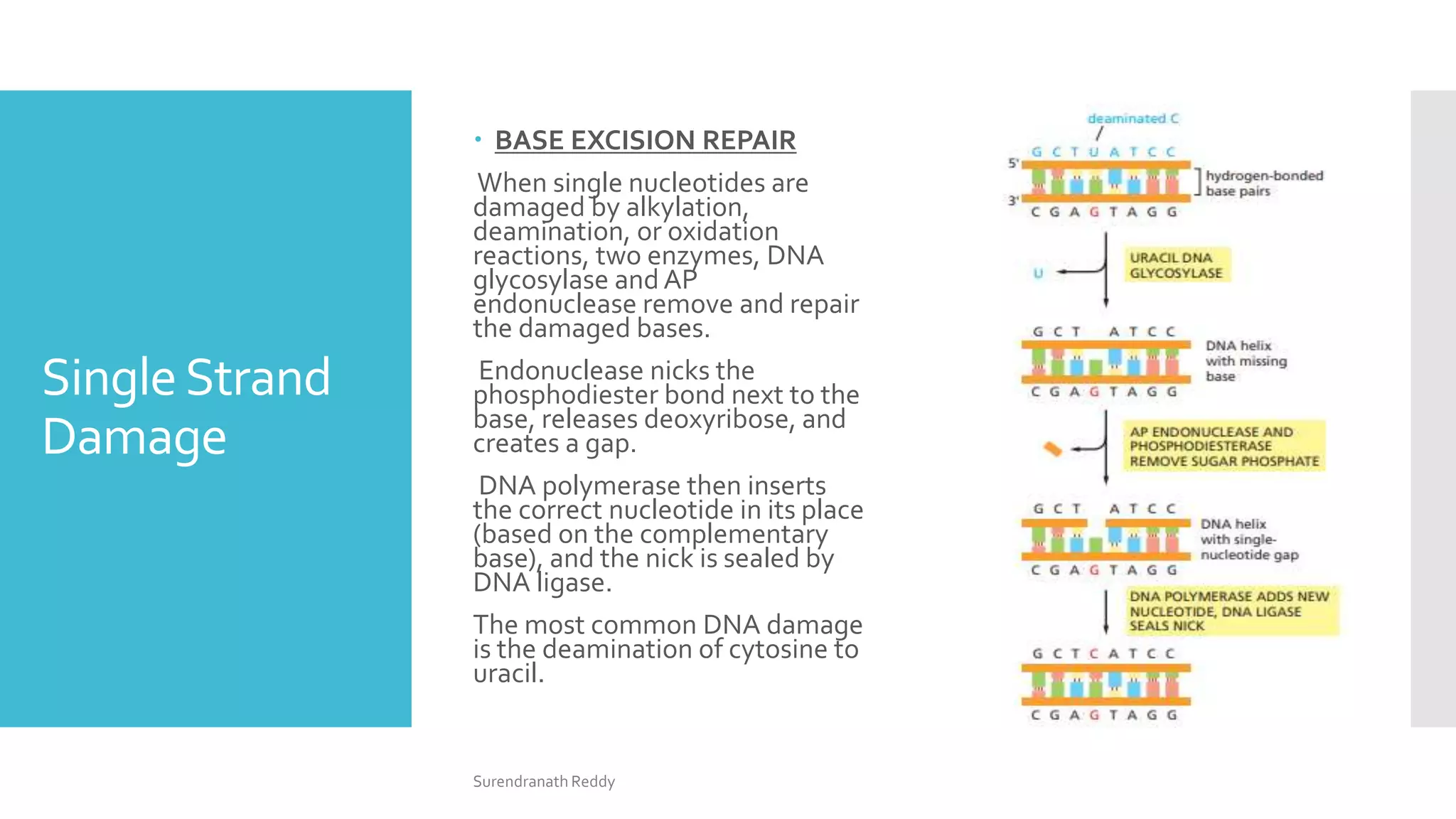 Dna repair mechanisms & cell cycle checkpoints | PPTX