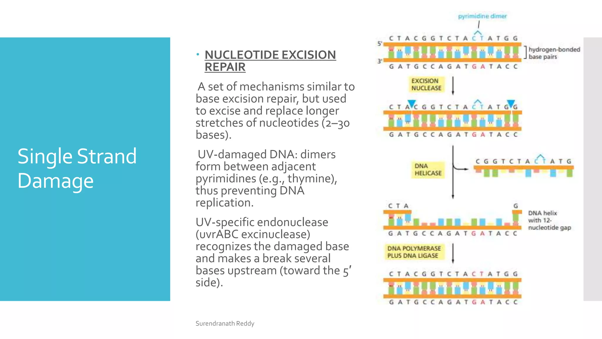 Dna repair mechanisms & cell cycle checkpoints | PPTX