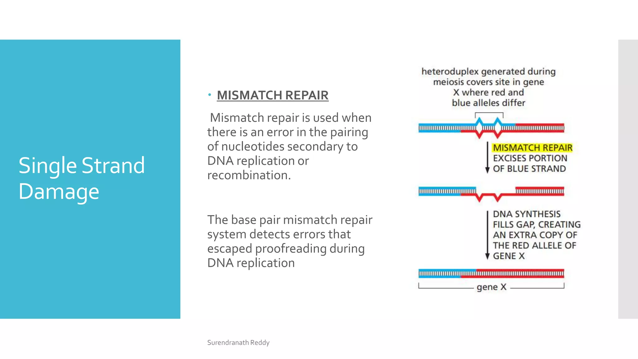 Dna repair mechanisms & cell cycle checkpoints | PPTX