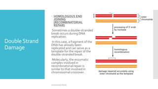 Dna repair mechanisms & cell cycle checkpoints | PPT