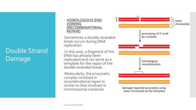 Dna repair mechanisms & cell cycle checkpoints | PPTX | Biological ...