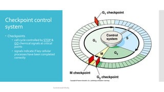 Dna repair mechanisms & cell cycle checkpoints | PPT