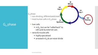 Dna repair mechanisms & cell cycle checkpoints | PPT
