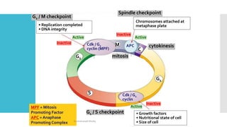 Dna repair mechanisms & cell cycle checkpoints | PPT
