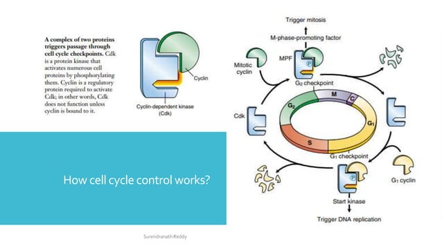 Dna repair mechanisms & cell cycle checkpoints | PPTX | Biological ...