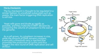 Dna repair mechanisms & cell cycle checkpoints | PPT