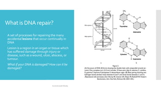 Dna repair mechanisms & cell cycle checkpoints | PPTX | Biological ...