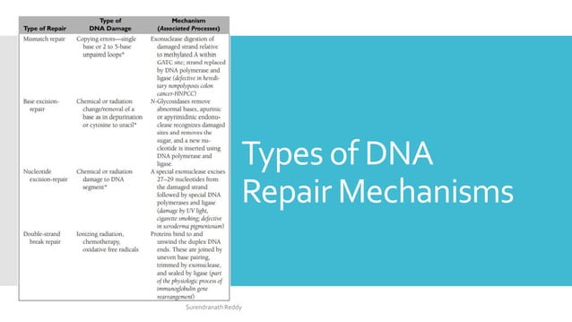 Dna repair mechanisms & cell cycle checkpoints | PPTX | Biological ...