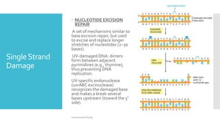 Dna repair mechanisms & cell cycle checkpoints | PPT