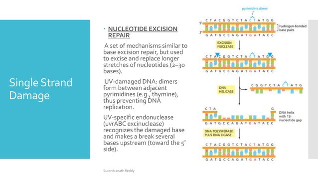 Dna repair mechanisms & cell cycle checkpoints | PPTX | Biological ...