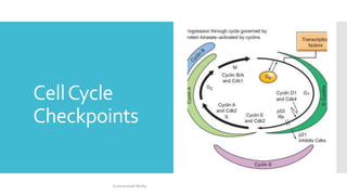 Dna repair mechanisms & cell cycle checkpoints | PPT