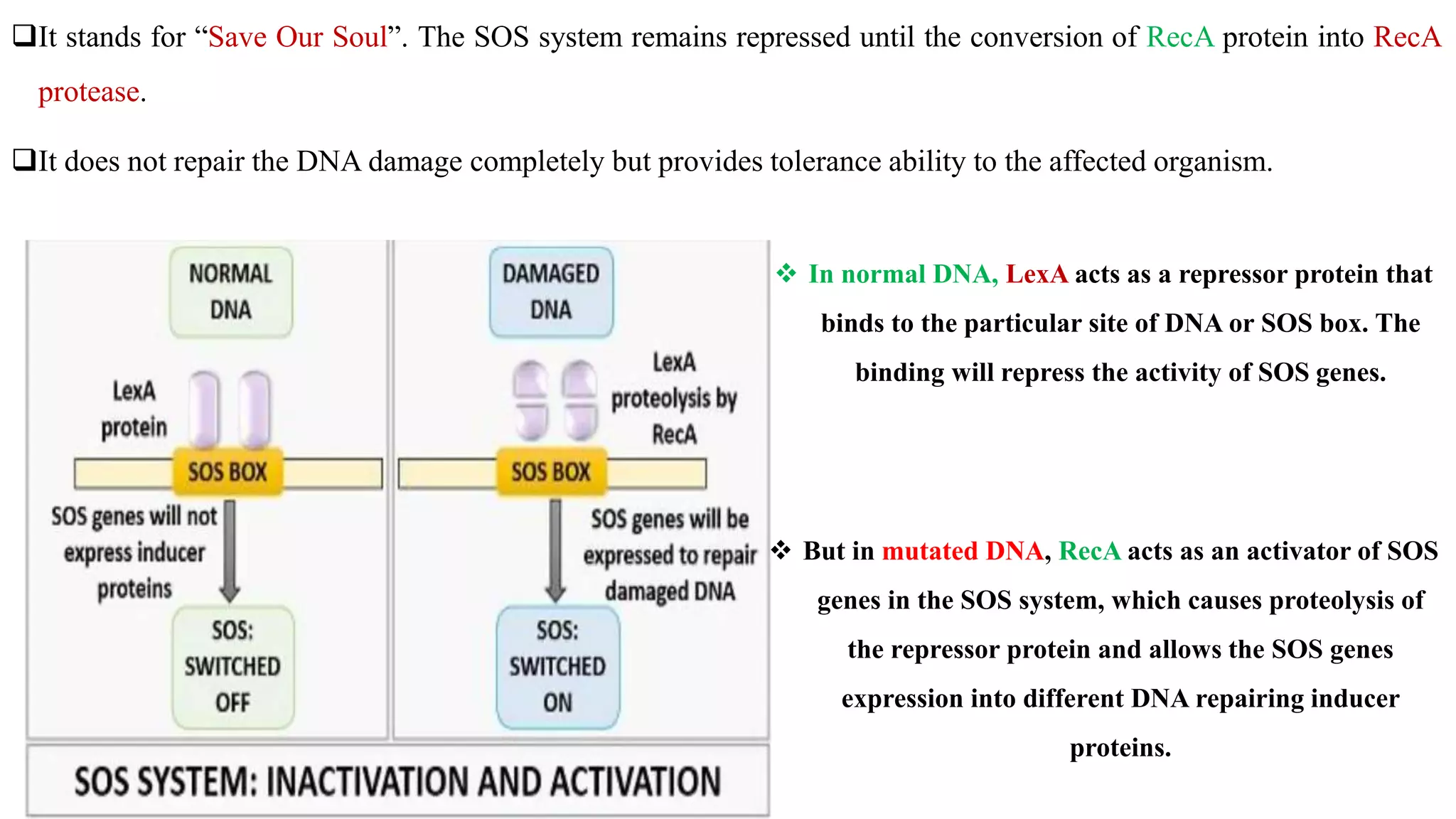 DNA REPAIR MECHANSIMS (2).pptx | Chemistry | Science