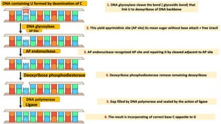 DNA REPAIR MECHANSIMS (2).pptx
