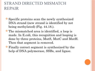 DNA Repair & Mutations.pptx............. | PPT
