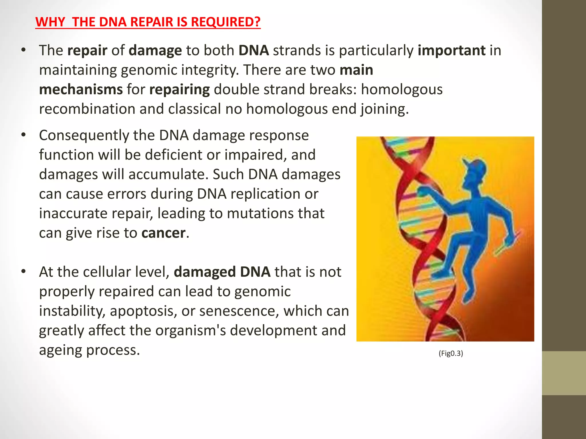 DNA repair | PPTX