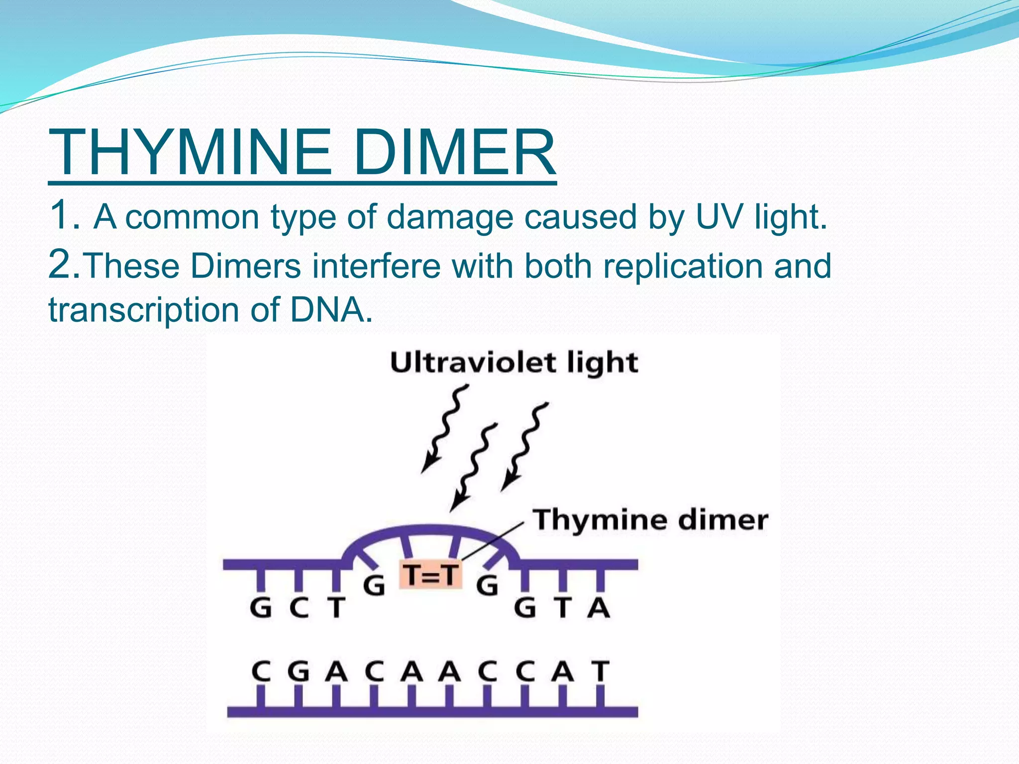 DNA Repair of Thymine Dimer | PPTX