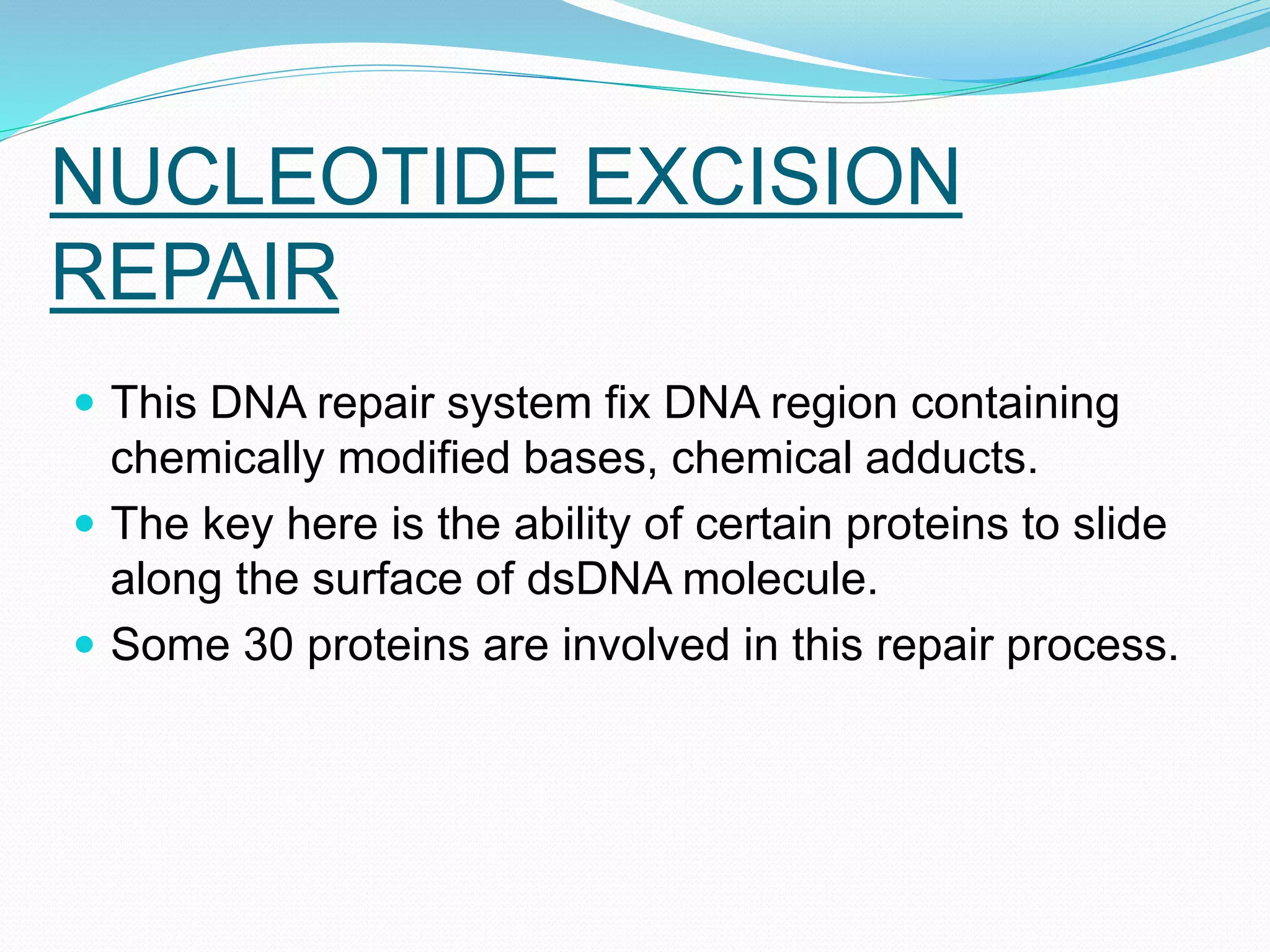 DNA Repair of Thymine Dimer | PPTX