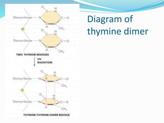 DNA Repair of Thymine Dimer | PPTX