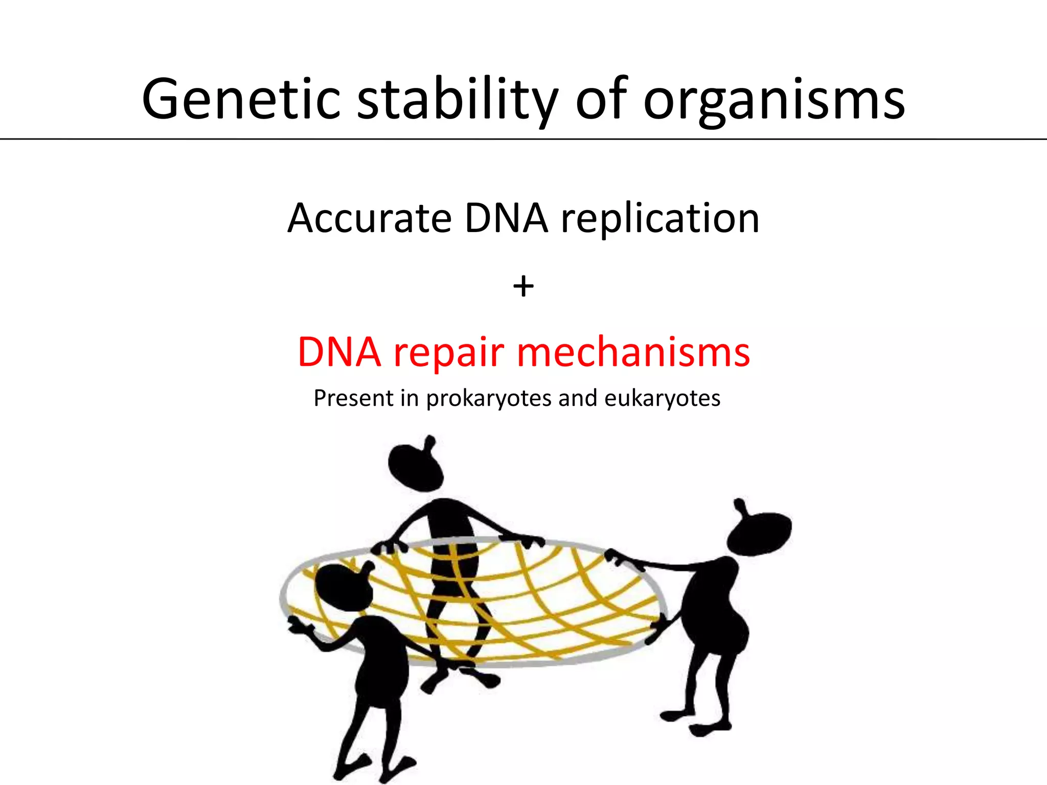 Dna Repair Pathways | PPTX